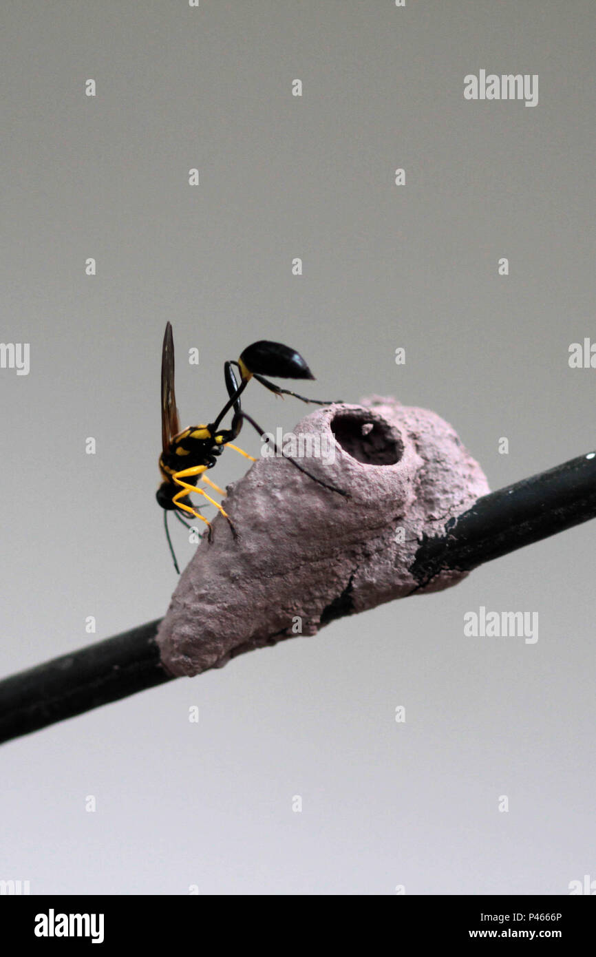 Especies de brasil hi-res stock photography and images - Alamy