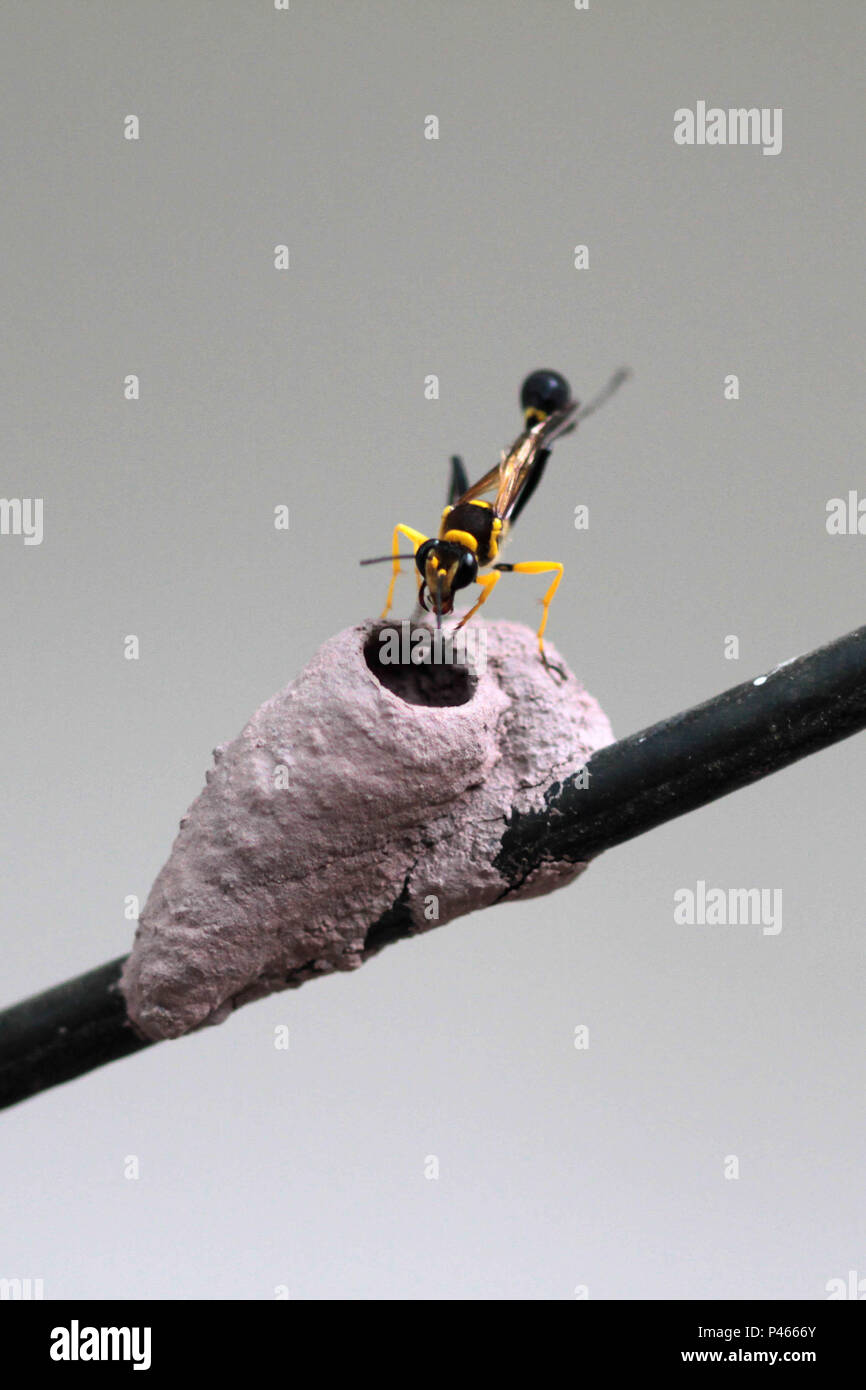 Especies de brasil hi-res stock photography and images - Alamy