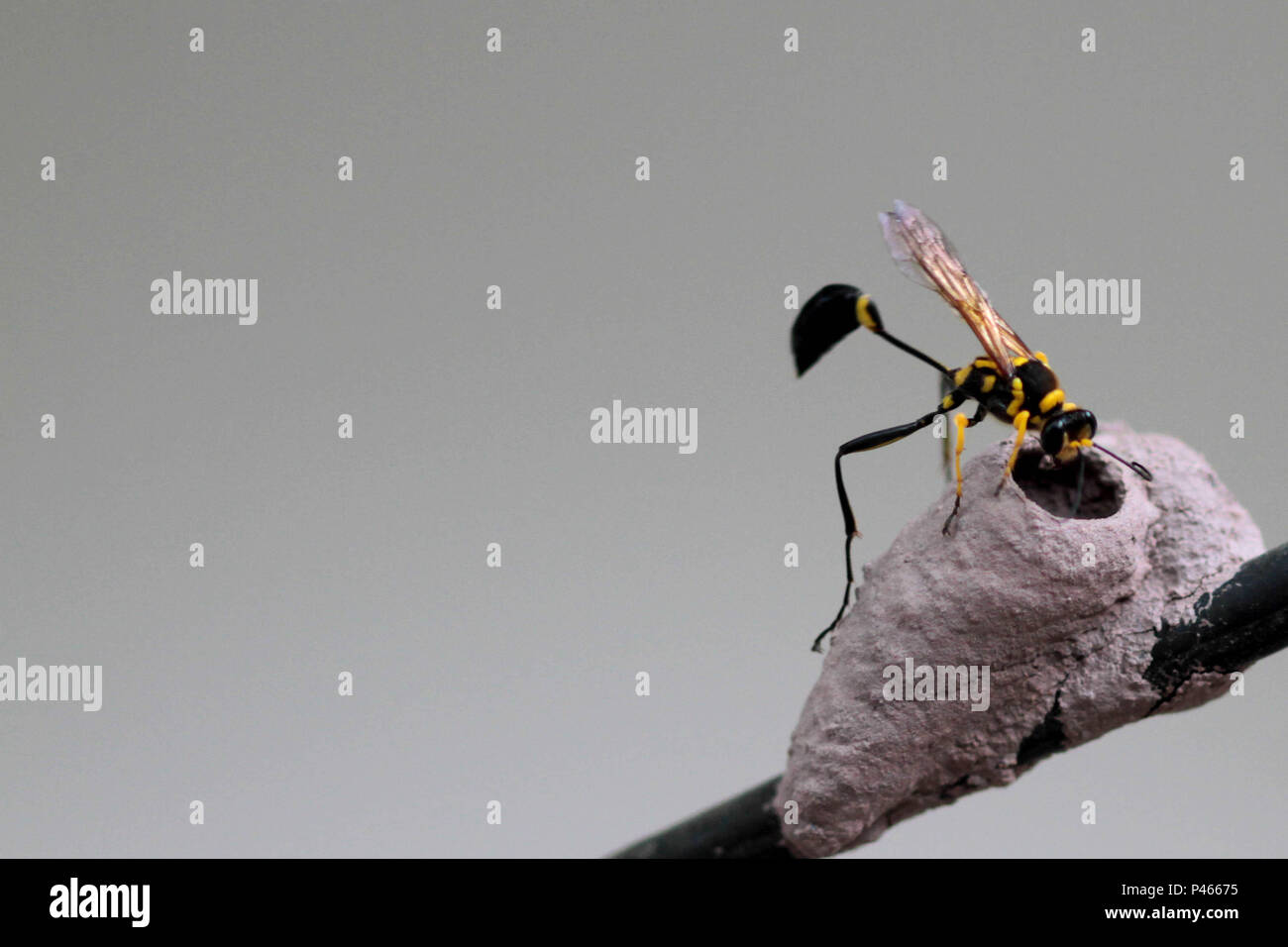 Especies de brasil hi-res stock photography and images - Alamy