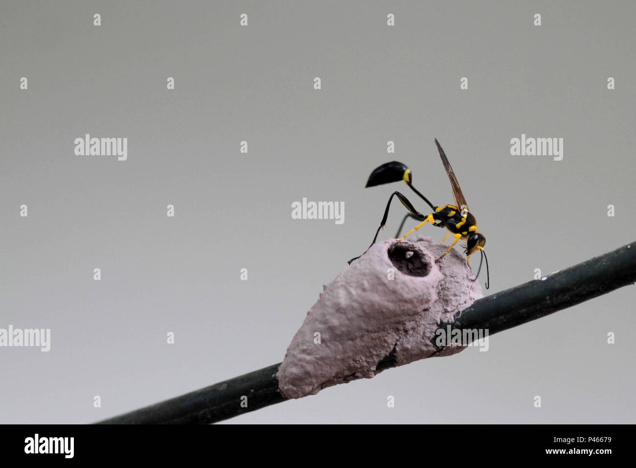 Belém, Pará, Brasil - 15/07/2014. Marimbondo, inseto himenóptero da ...