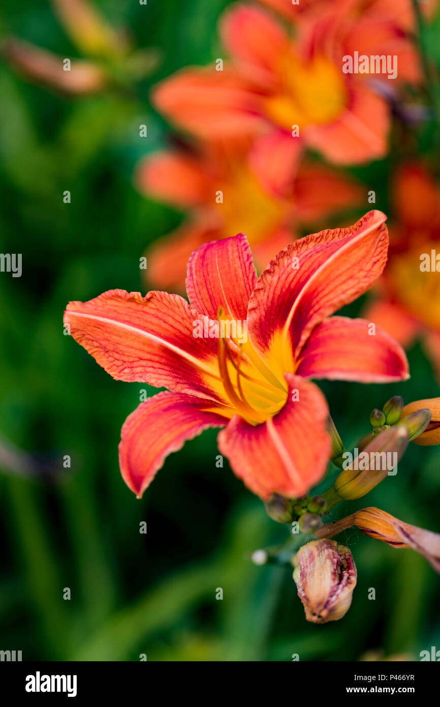 Detail of the orange day lily (Hemerocallis fulva Stock Photo - Alamy