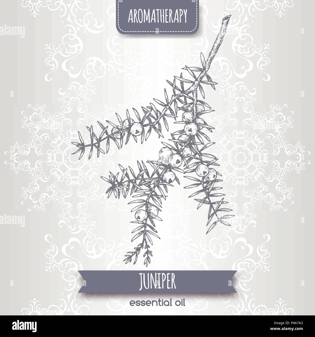 Juniperus communis aka juniper branch sketch on elegant lace background ...