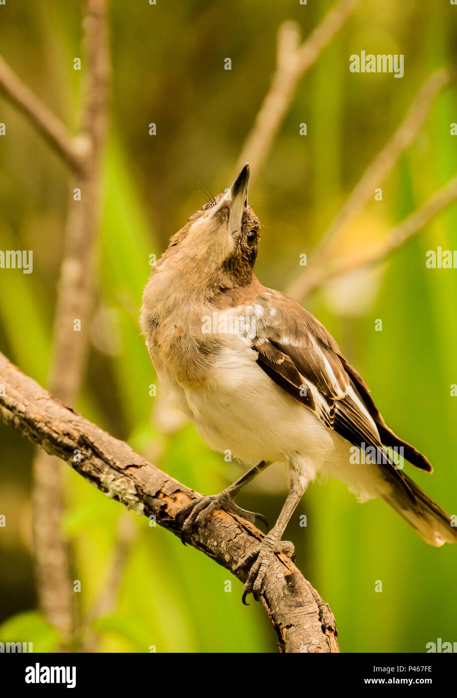 juvenile pied butcherbird Stock Photo - Alamy