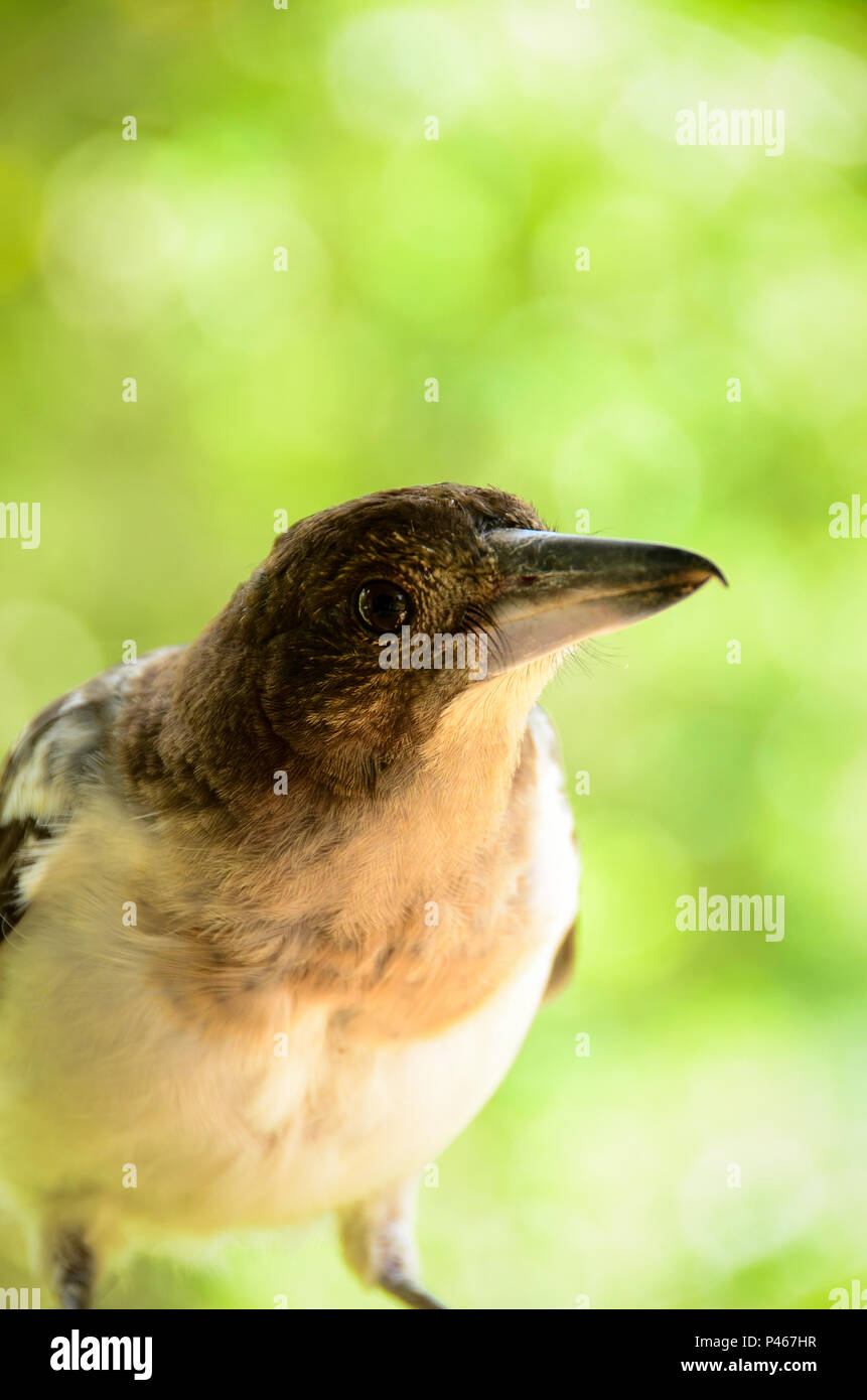 juvenile pied butcherbird Stock Photo - Alamy