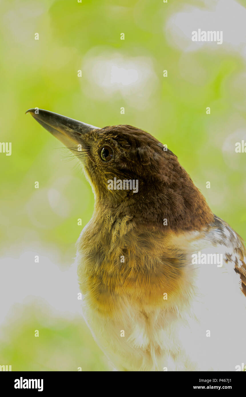 Juvenile australian bird hi-res stock photography and images - Alamy