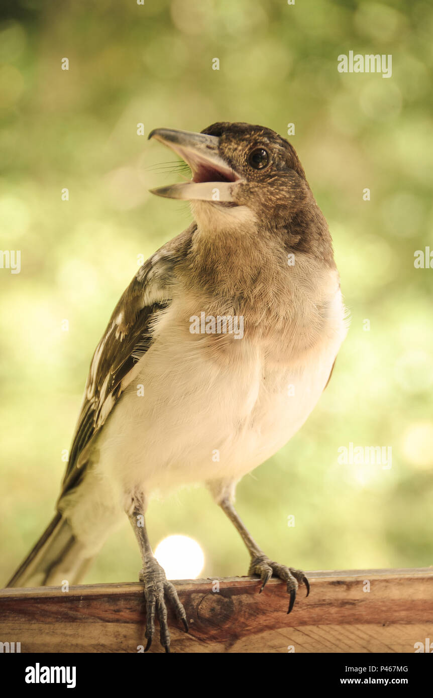 juvenile pied butcherbird Stock Photo - Alamy