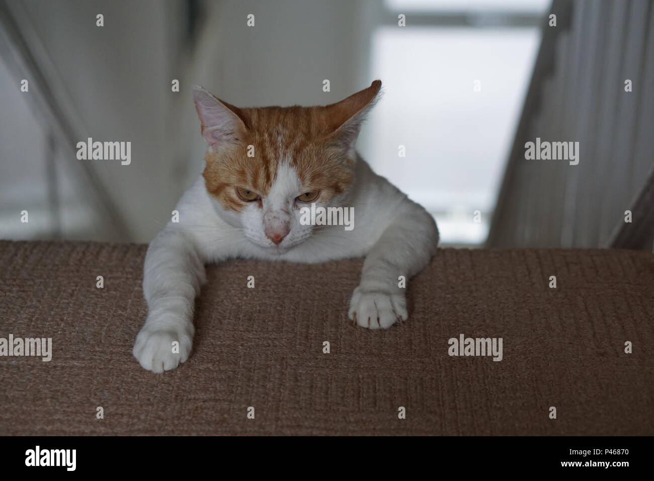 Ginger white kitten sitting hi-res stock photography and images - Alamy