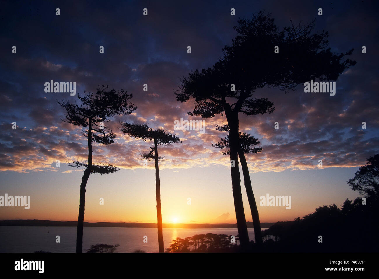Pine trees at Thatcher Point in Torquay, Devon silhouetted against the ...