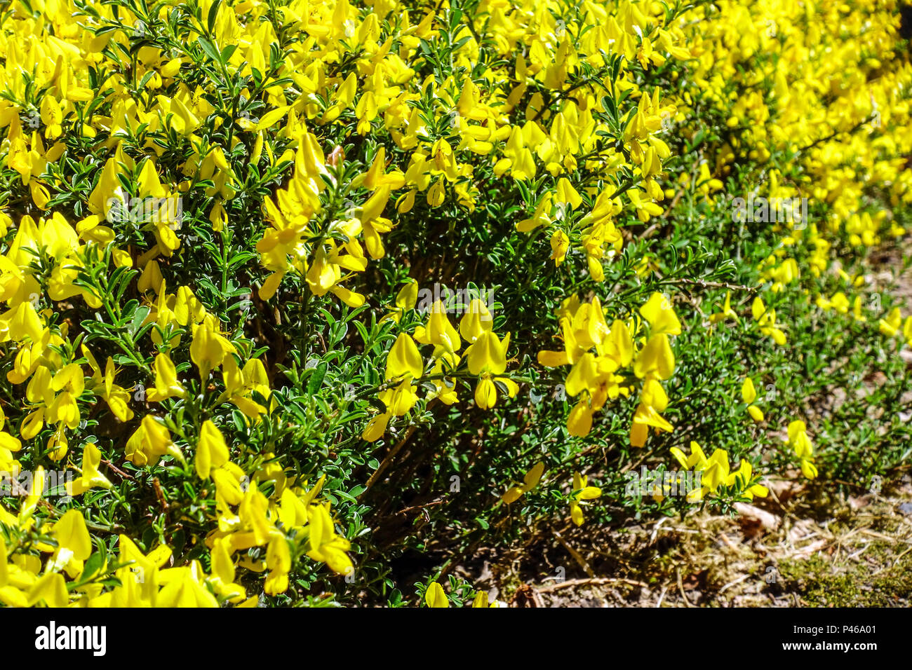 Hairy Greenweed, Genista pilosa " Yellow Spreader Stock Photo - Alamy