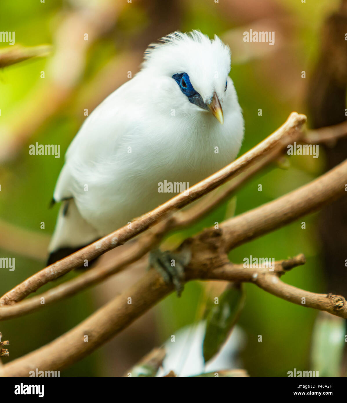 White myna hi-res stock photography and images - Alamy