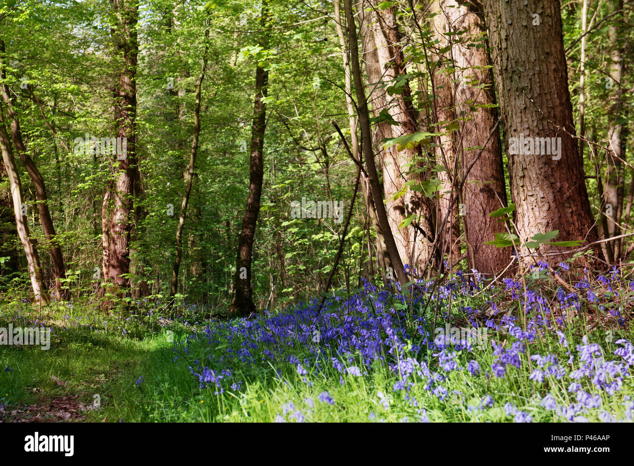 Wild hyacinths in the forest of Havre in Belgium Stock Photo - Alamy