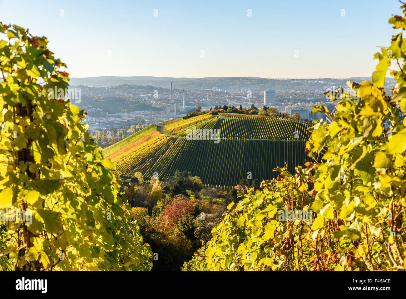 Vineyards at Stuttgart - beautiful wine region in the south of Germany ...