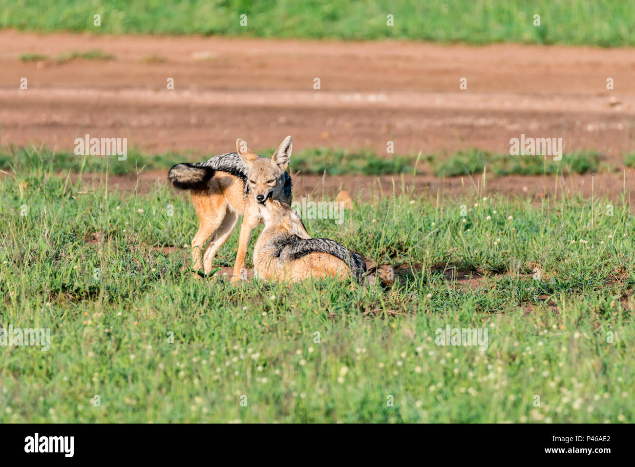 Two black-backed jackals or Canis mesomelas play Stock Photo - Alamy