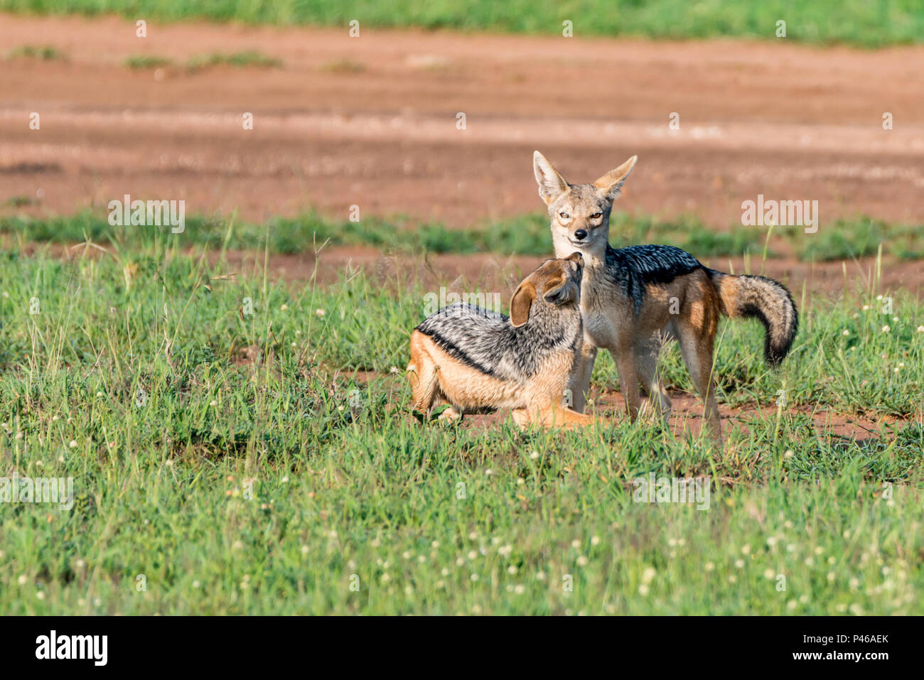Two black-backed jackals or Canis mesomelas play Stock Photo - Alamy