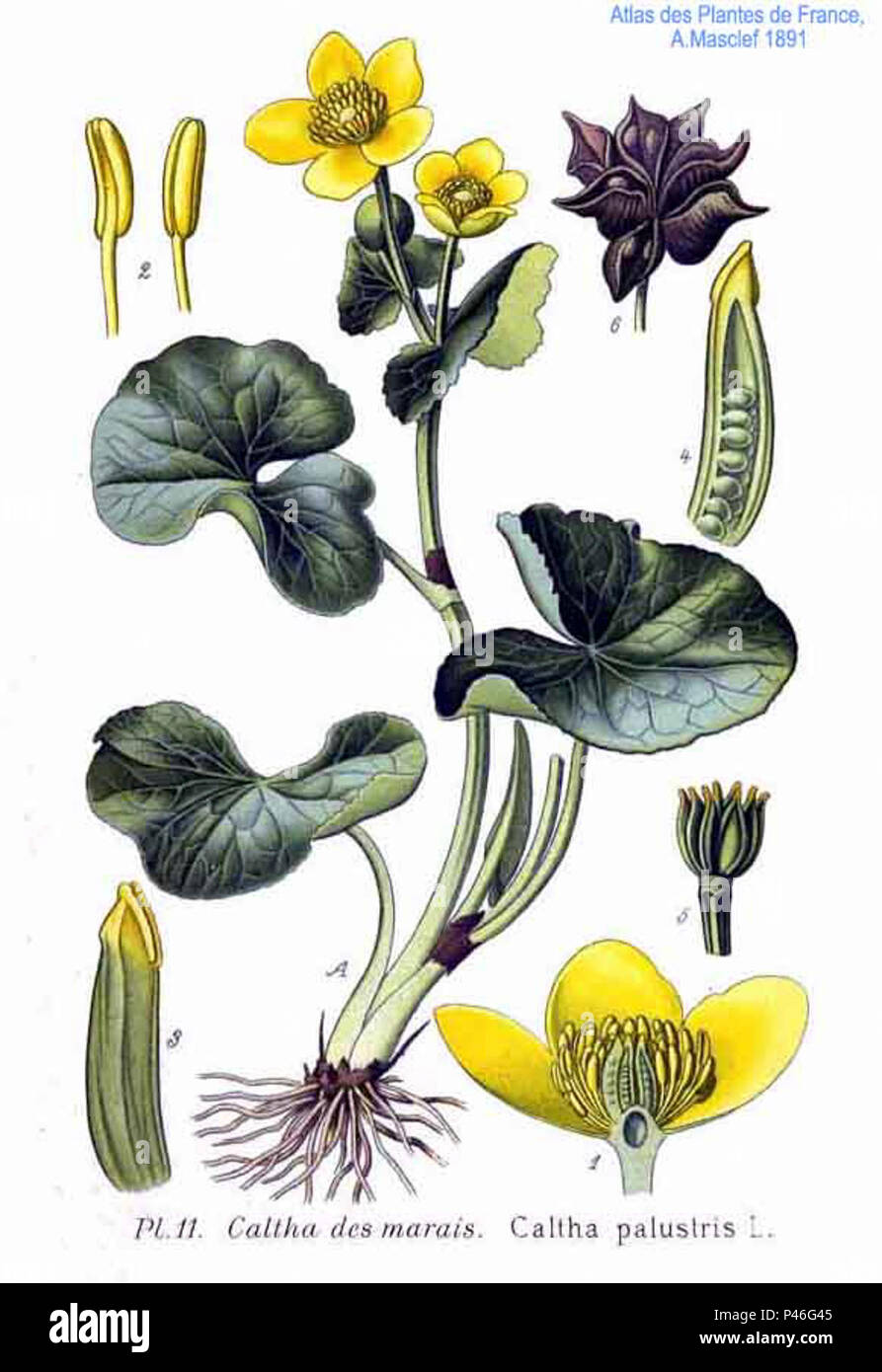11 Caltha palustris L Stock Photo - Alamy