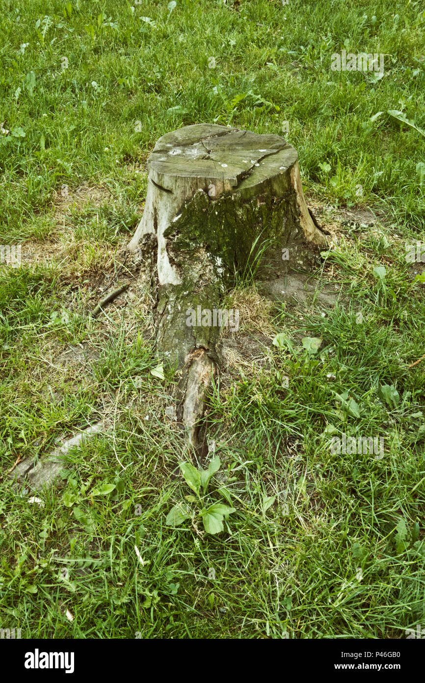 tree stump, deforestation and environment endangered concept Stock ...