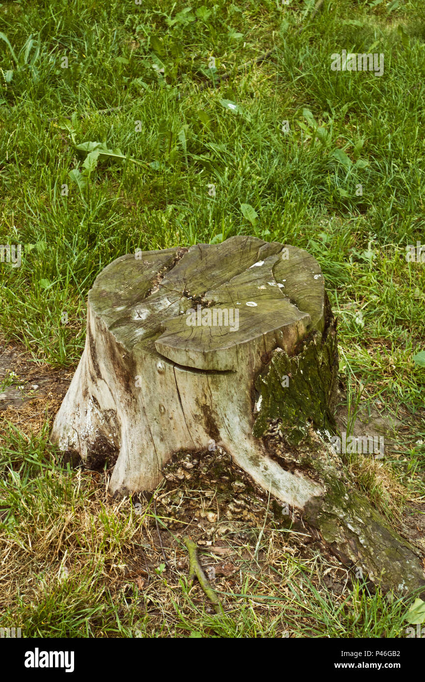 tree stump, deforestation and environment endangered concept Stock ...