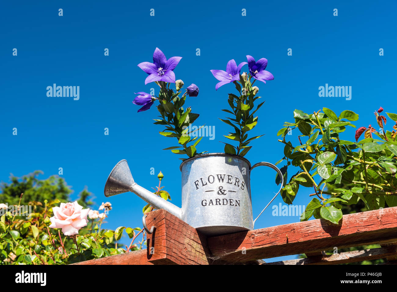Flowers in the water can during summer Stock Photo - Alamy