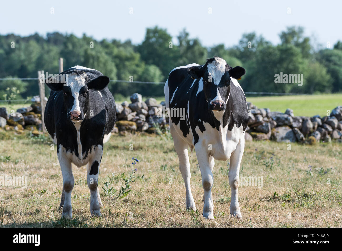 Curious young black and white cows in the swedish countryside Stock ...