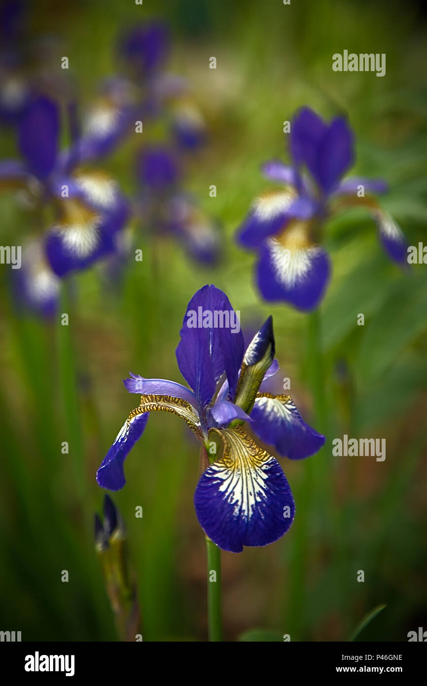 Iris blue hi-res stock photography and images - Alamy