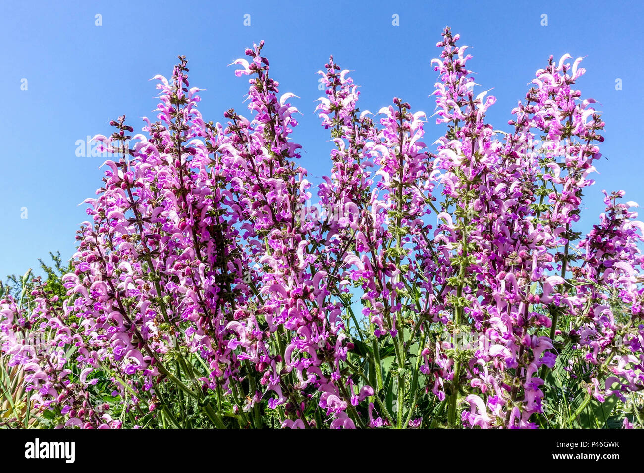 Meadow clary hi-res stock photography and images - Alamy