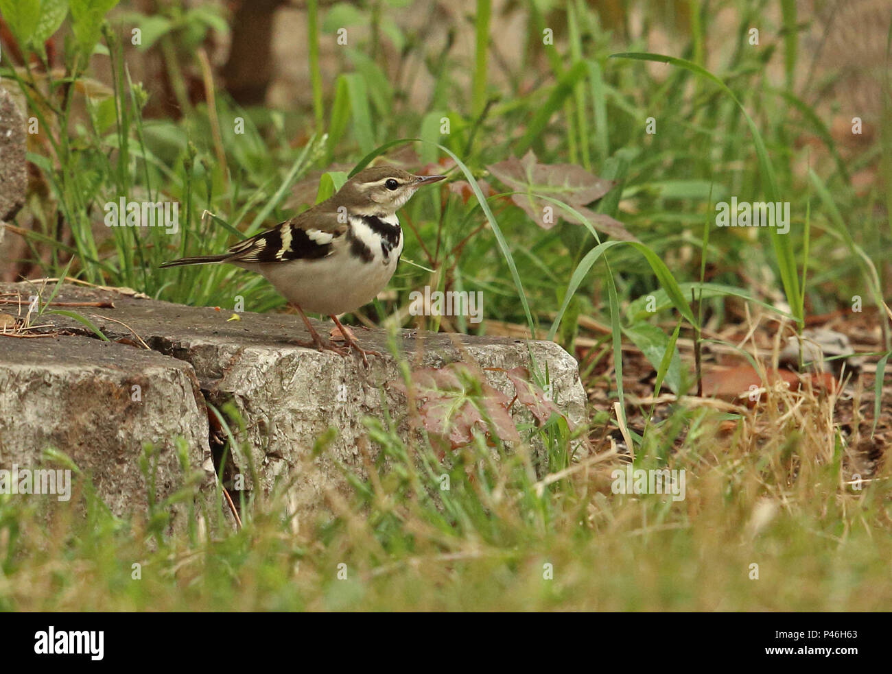 Wagtail Wagtails High Resolution Stock Photography and Images - Alamy