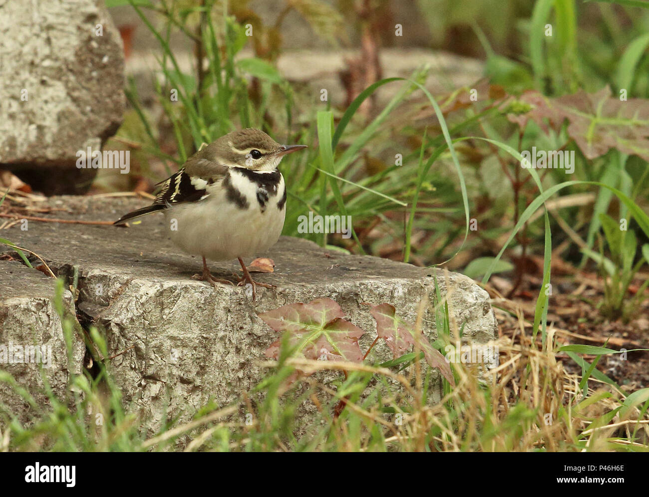 Wagtail wagtails hi-res stock photography and images - Alamy