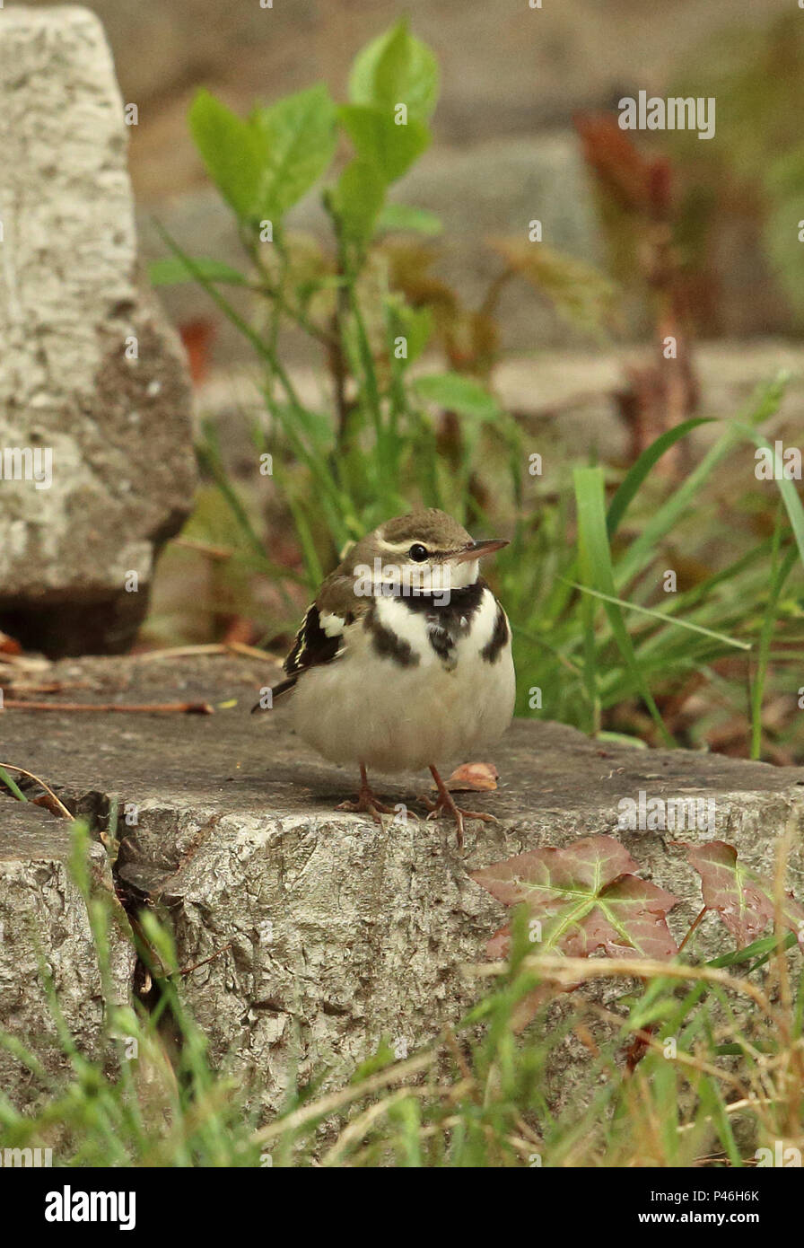 Wagtail wagtails hi-res stock photography and images - Alamy
