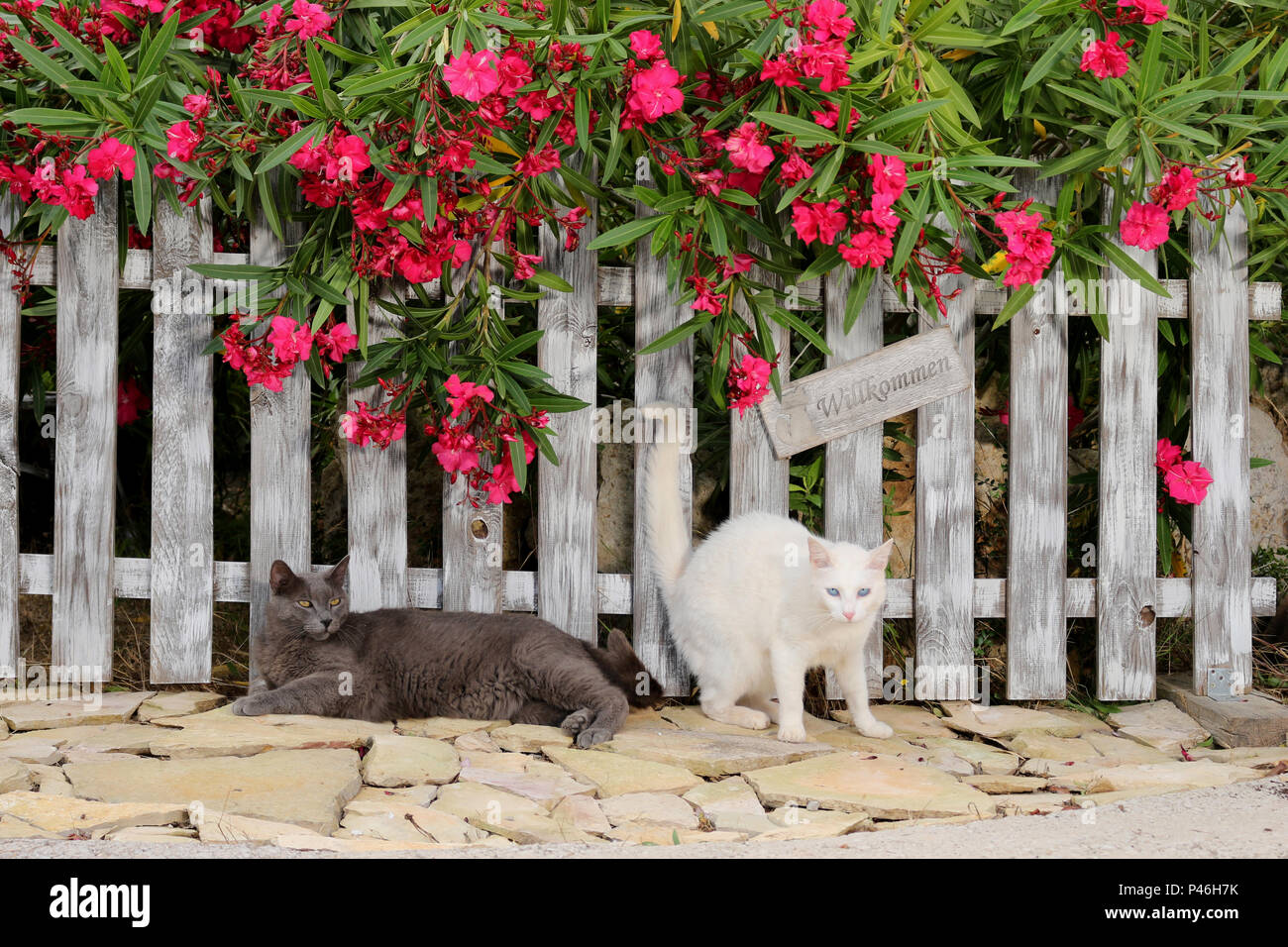 two cats (blue and white) sitting/lying at a fence with fowering ...