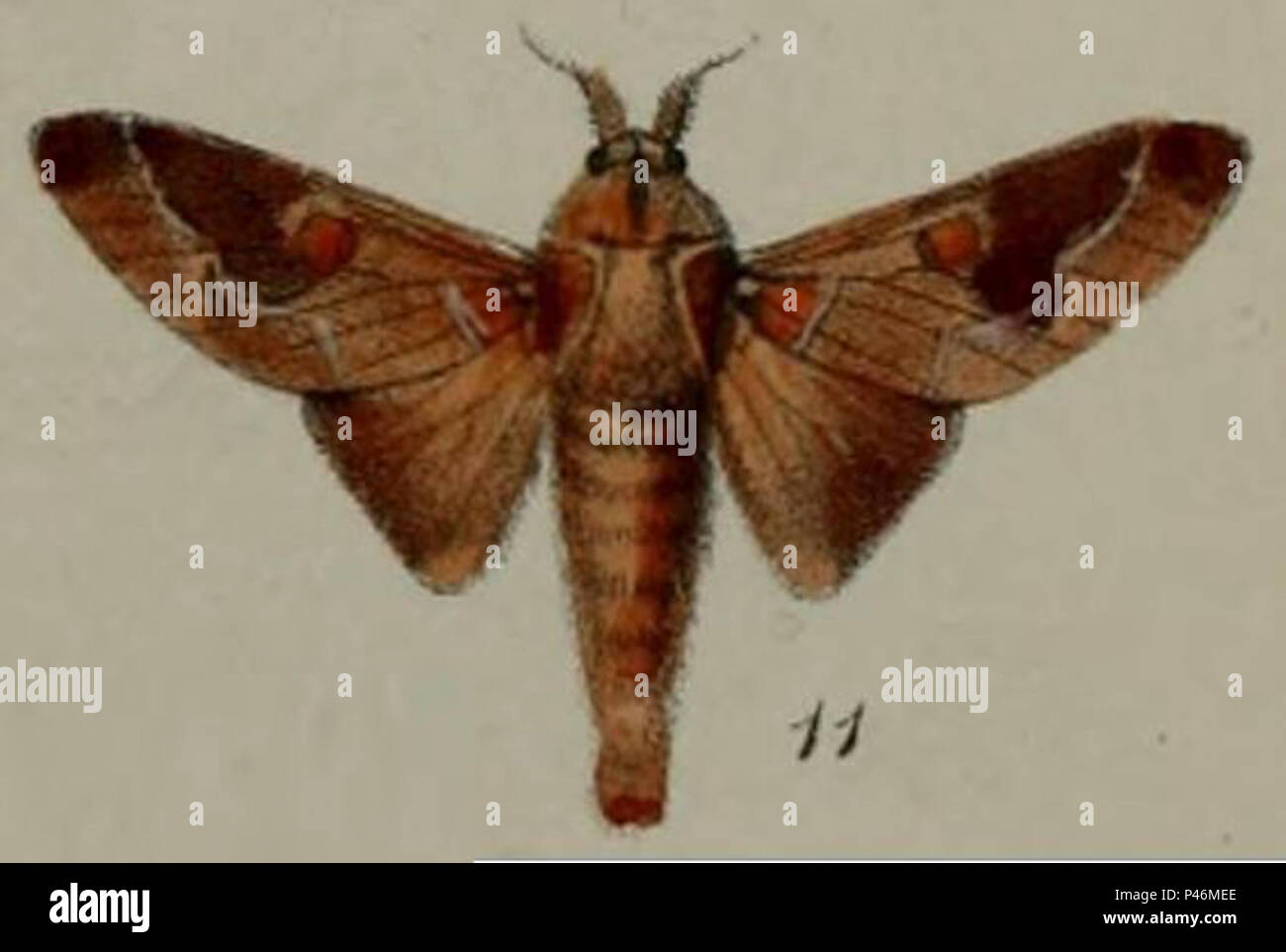 Polydora hi-res stock photography and images - Alamy