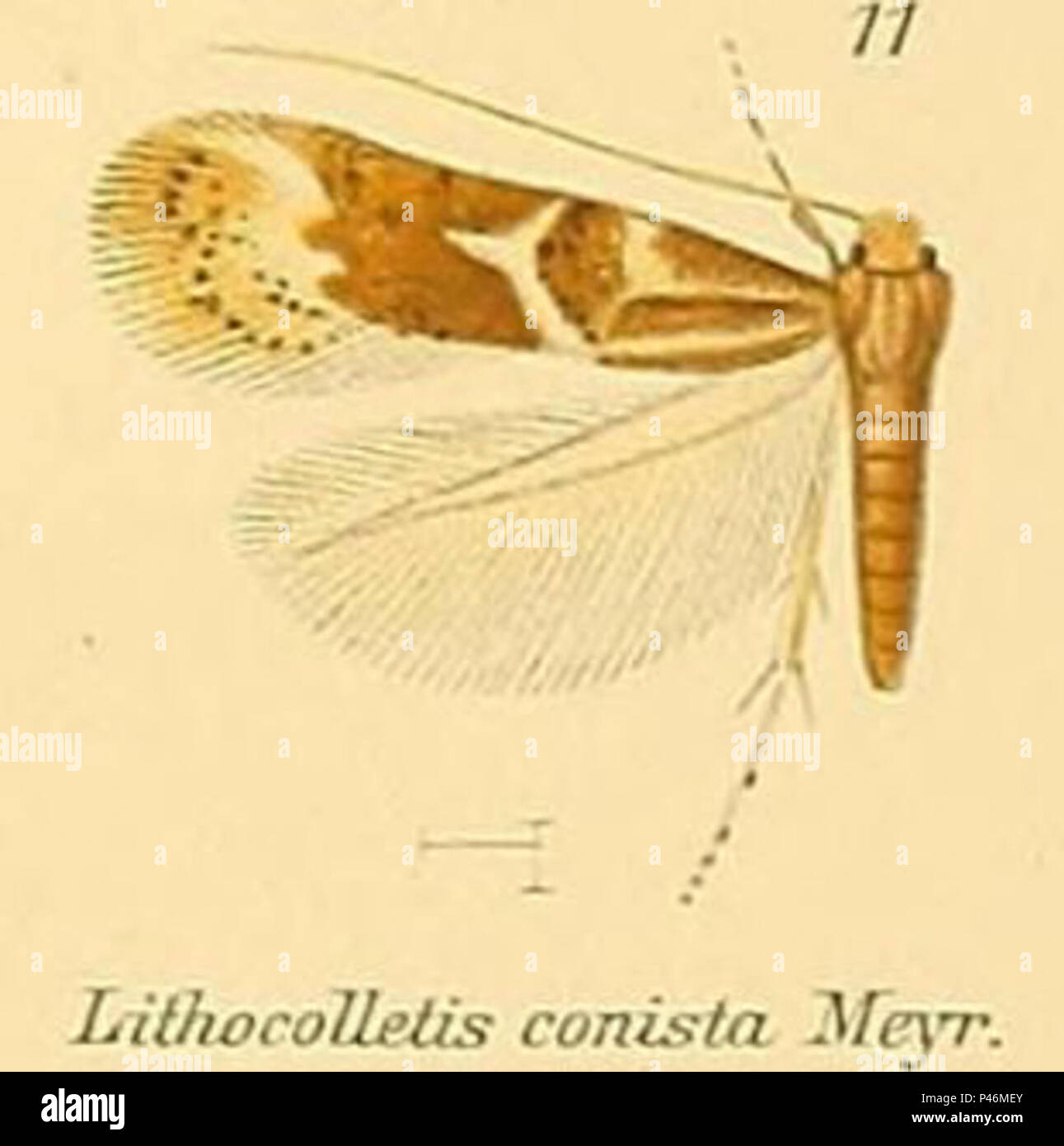 11-Phyllonorycter conista (Meyrick 1911) (Lithocolletis Stock Photo - Alamy