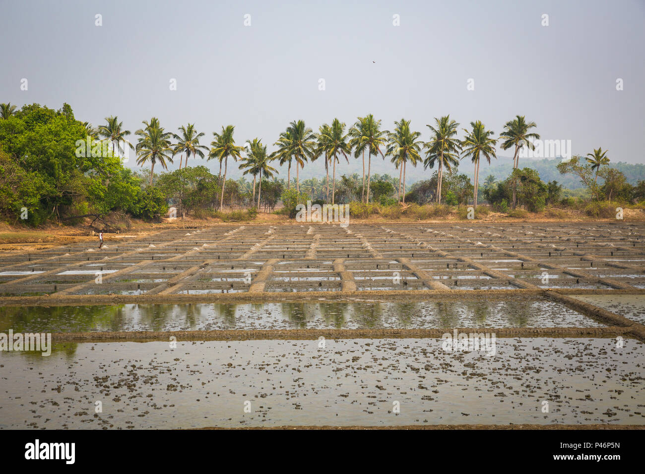 Rice field in northern GOA Stock Photo - Alamy