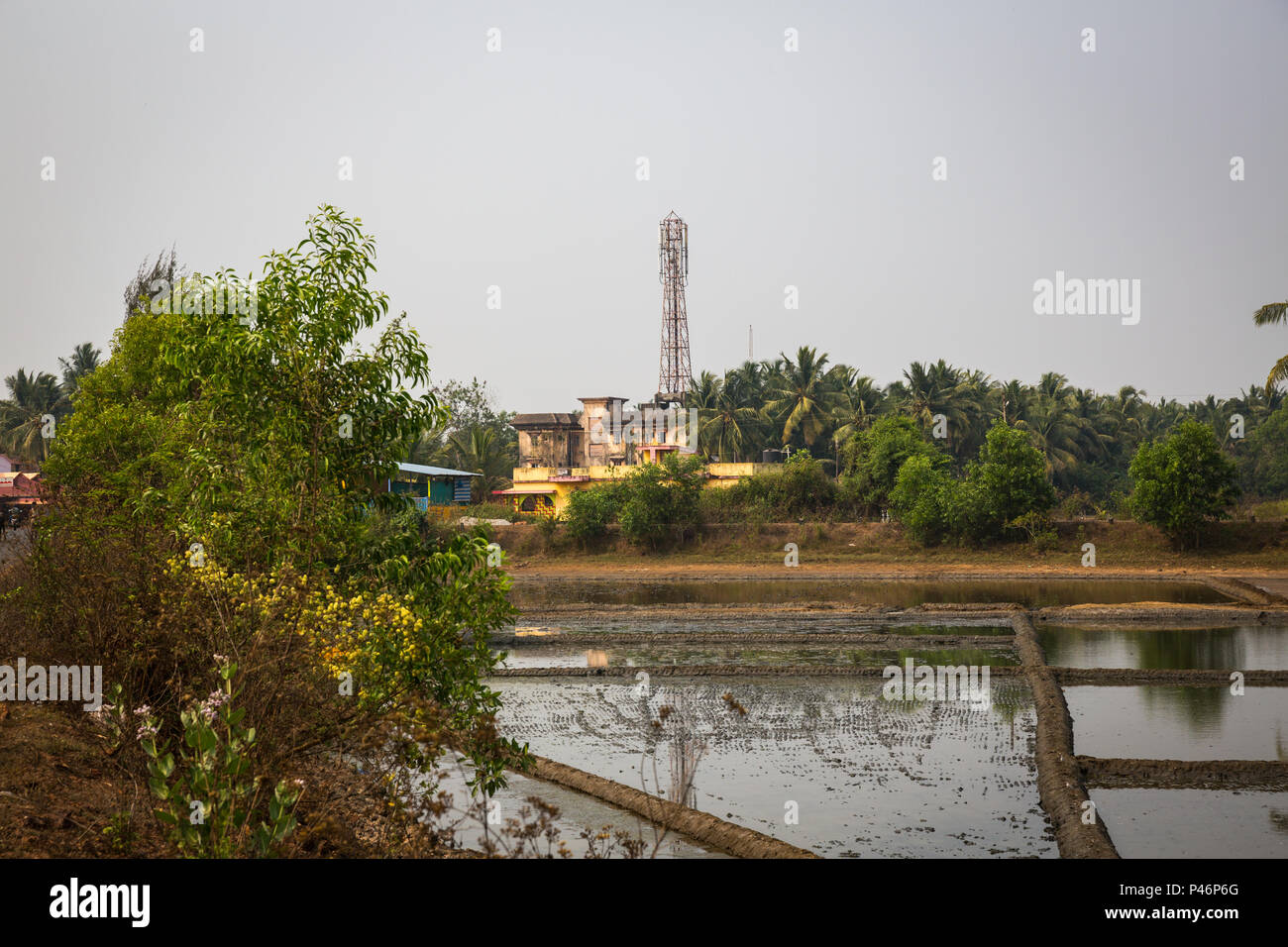 Goa rice field hi-res stock photography and images - Alamy
