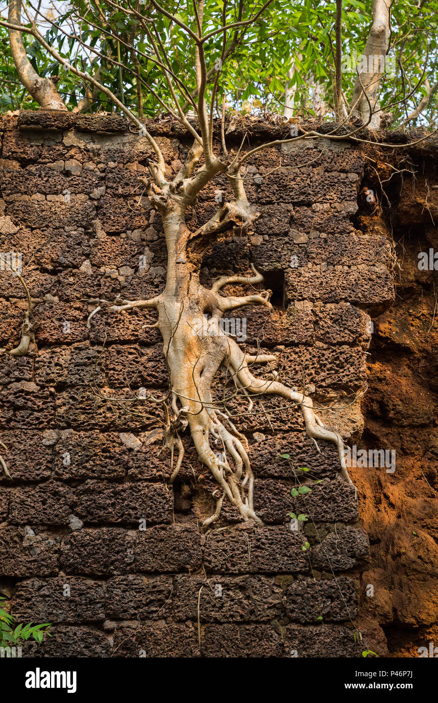 Redi fort in north GOA Stock Photo - Alamy