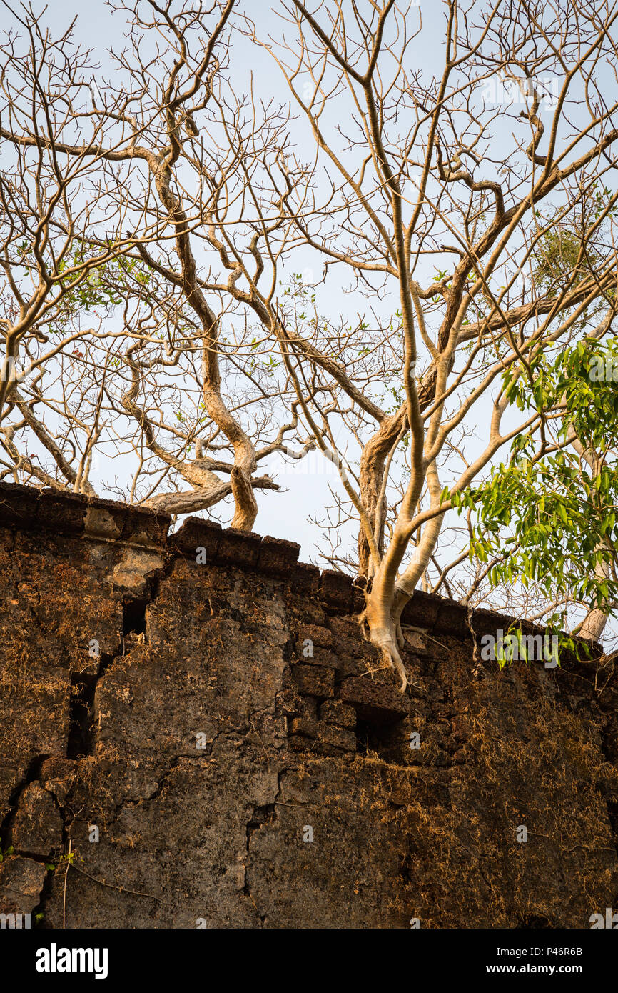 Banyan tree north india hi-res stock photography and images - Alamy