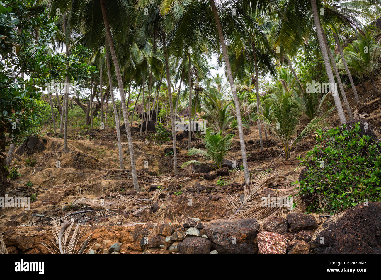Landscape of GOA in spring Stock Photo - Alamy