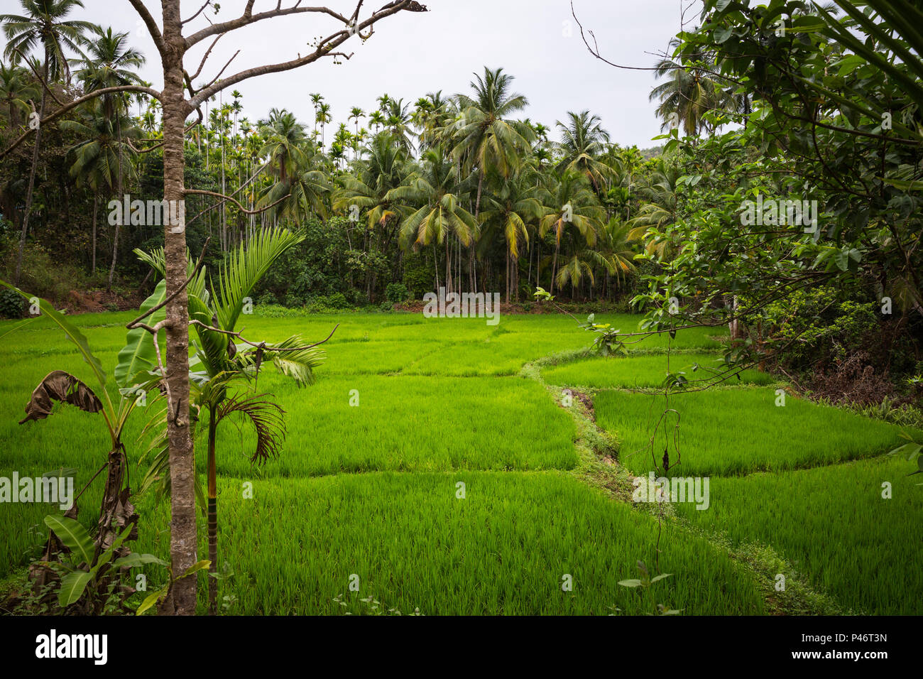 Rice field in northern GOA Stock Photo - Alamy