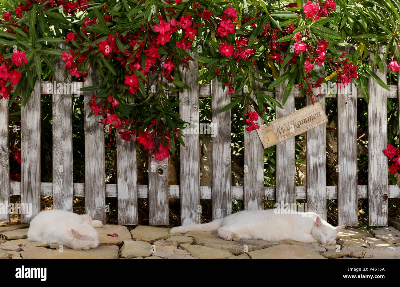 two white cats sleeping at a fence with an oleander shrub Stock Photo ...