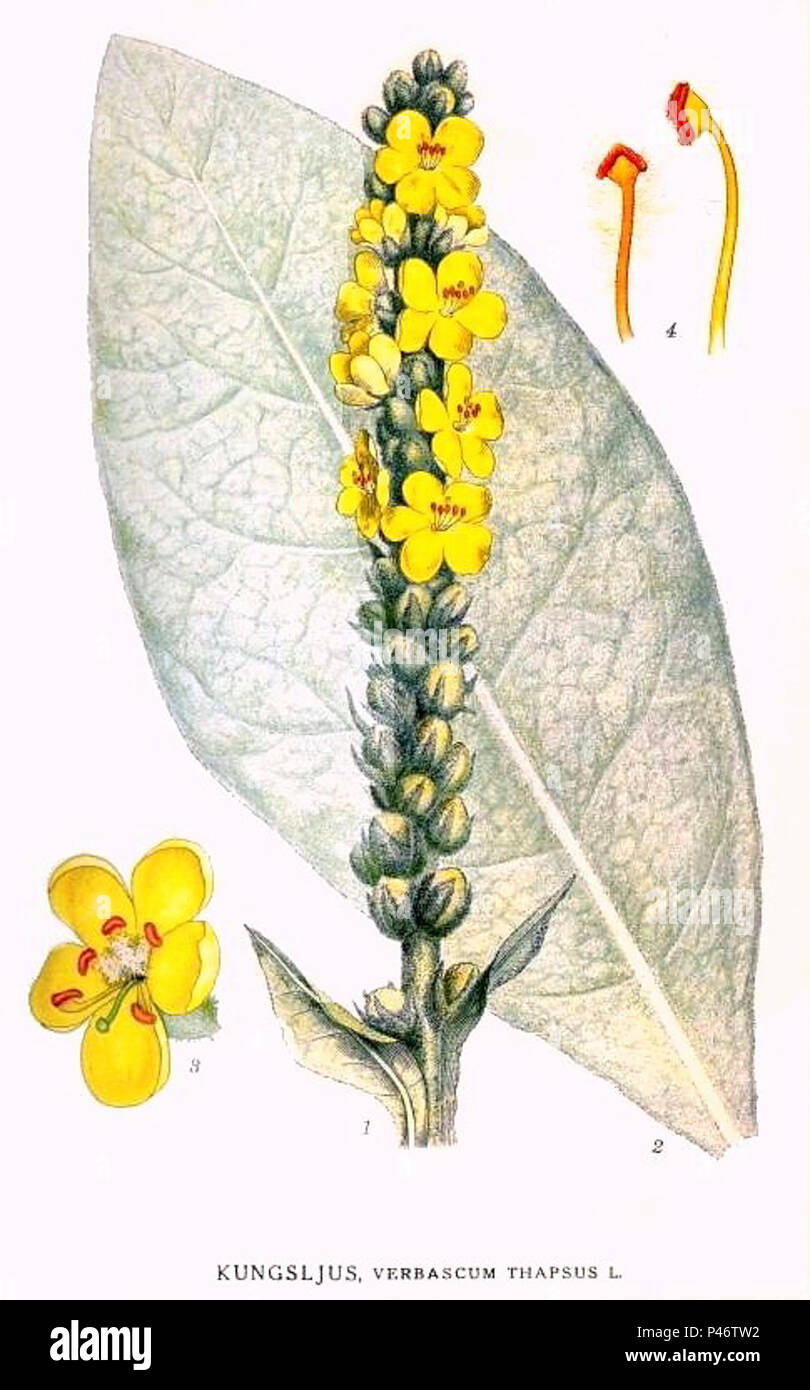 111 Verbascum thapsus Stock Photo - Alamy