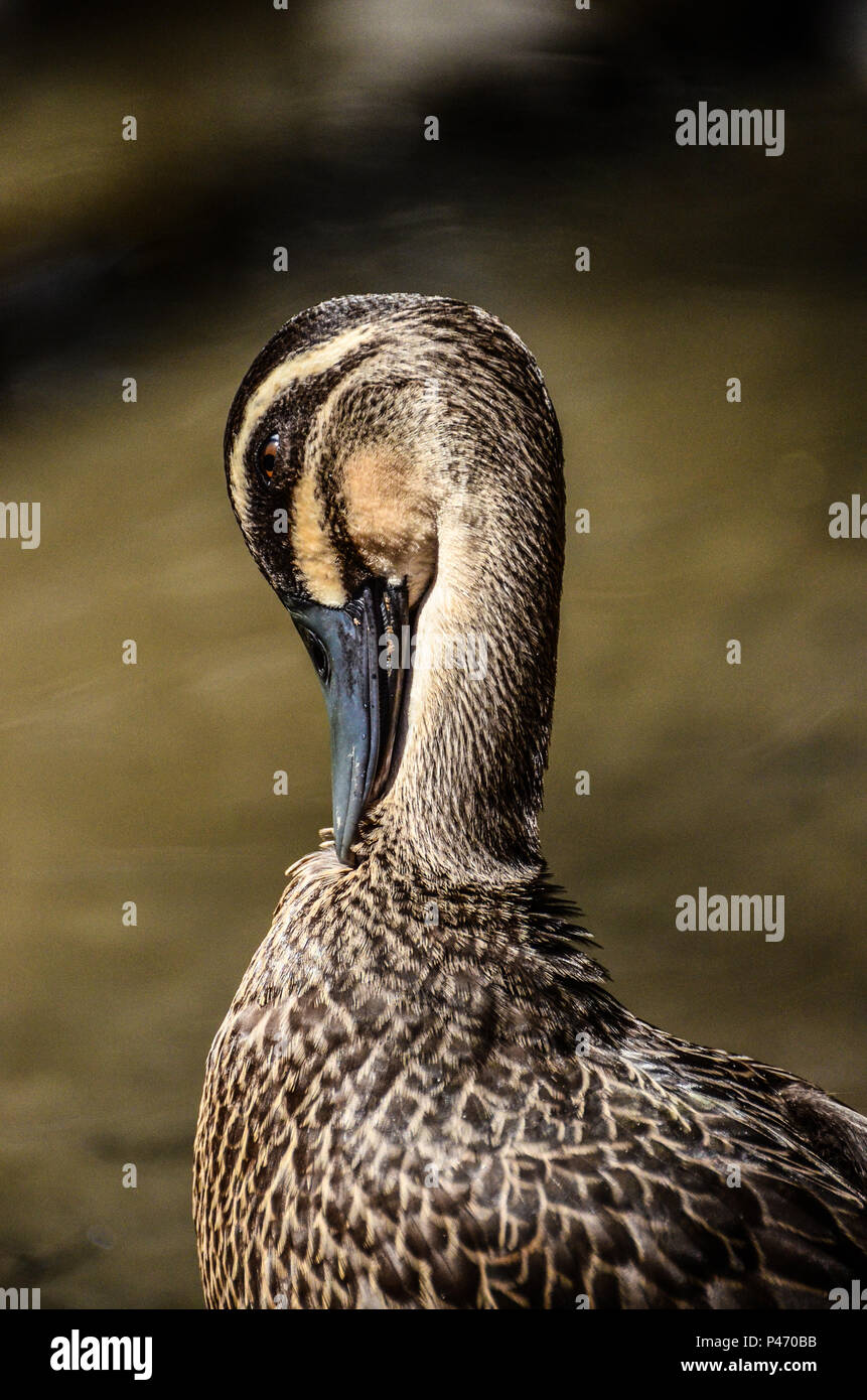Pacific Black Duck Stock Photo - Alamy