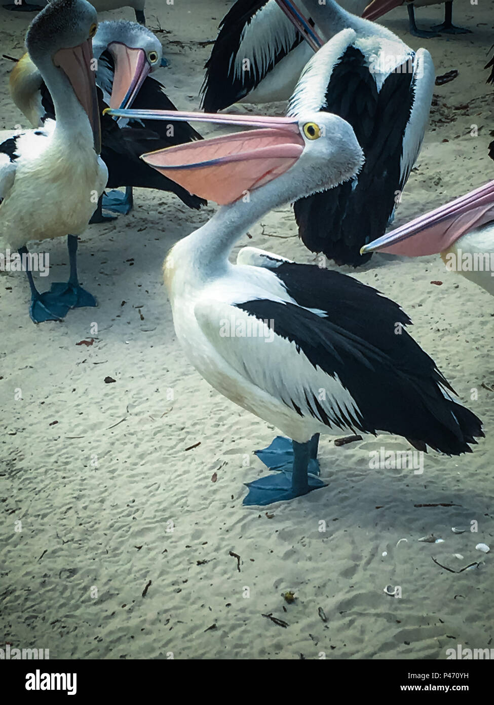 Large water bird hi-res stock photography and images - Alamy