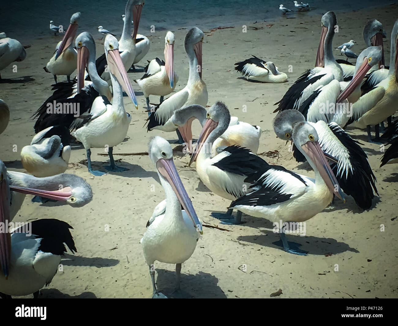 pelican large water bird Stock Photo - Alamy