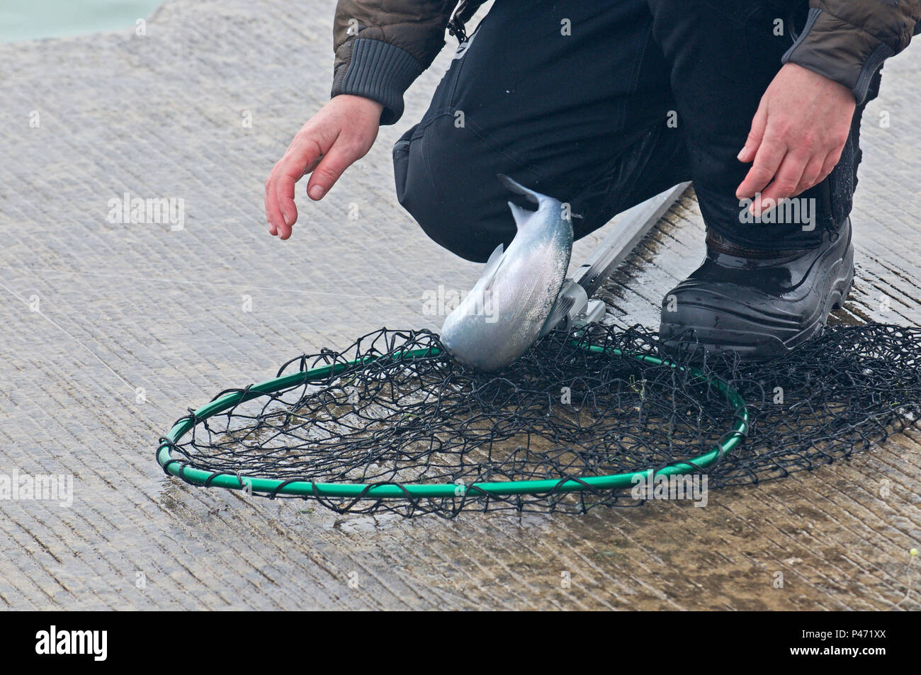 Men fishing for small spring coho salmon at the shore of lake Michigan ...