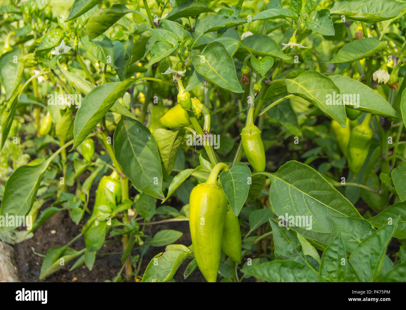 Maturing pepper hi-res stock photography and images - Alamy