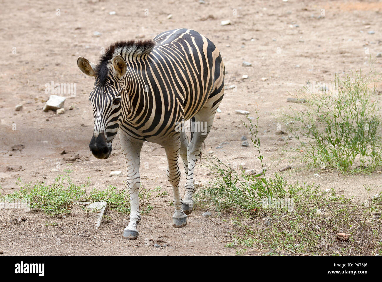 Rio de Janeiro/RJ, Brasil - 23/01/2015 – Zebra no Zoologico do Rio de ...