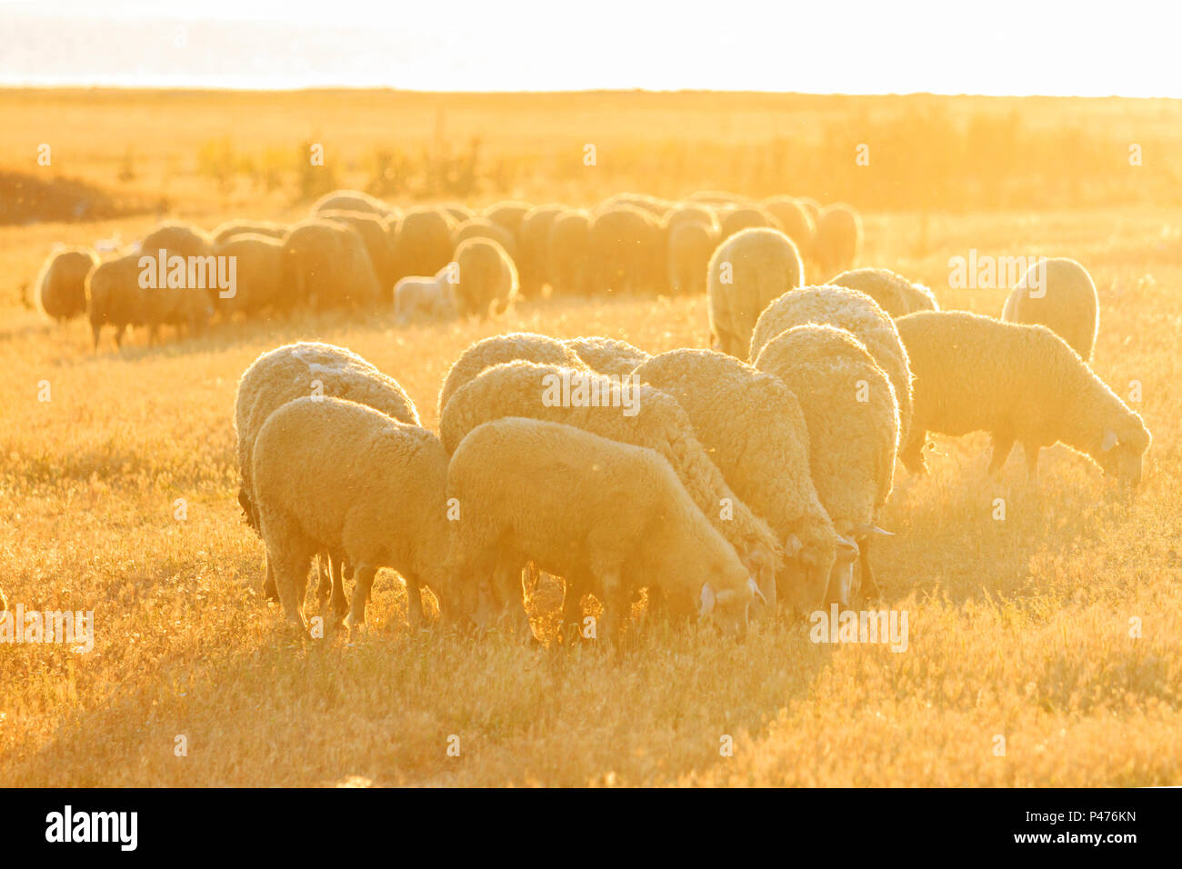 sheep are grazed at sunset, cute animals, pets Stock Photo - Alamy
