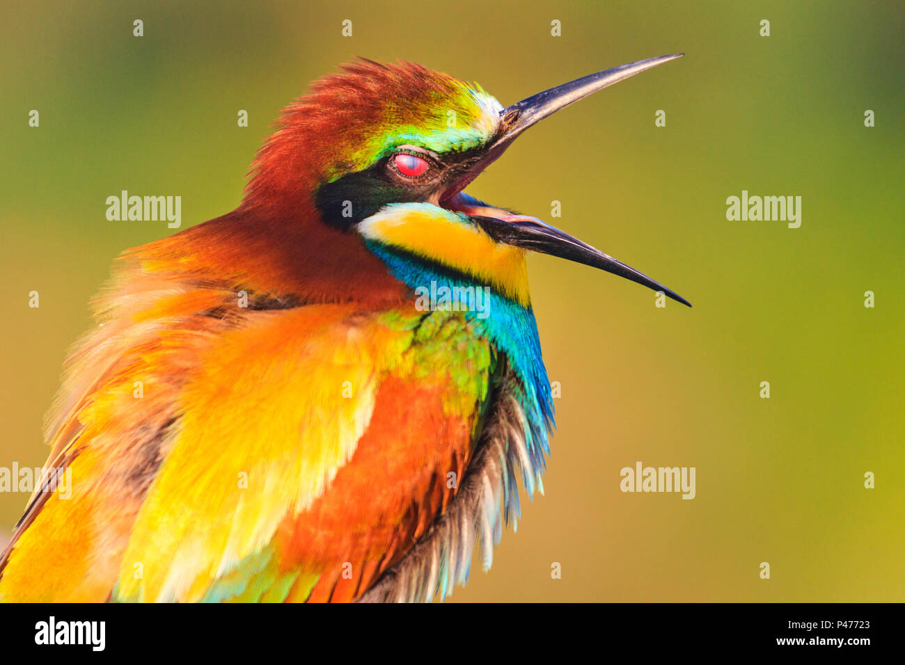 funny color bird with open beak, wildlife and unique moments Stock ...