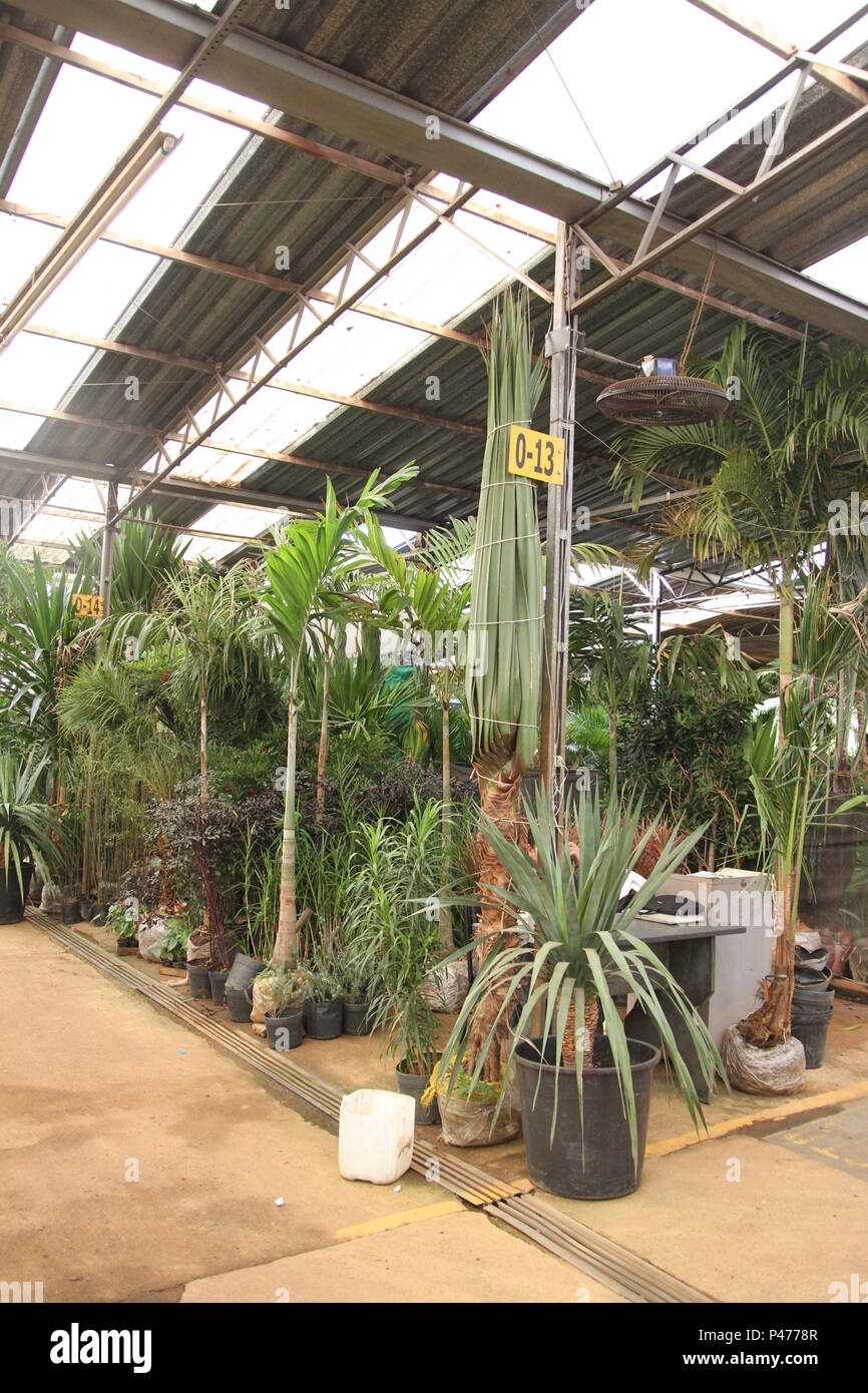 CAMPINAS, SP - 28/01/2015: CEASA - Mercado permanente de flores do ...