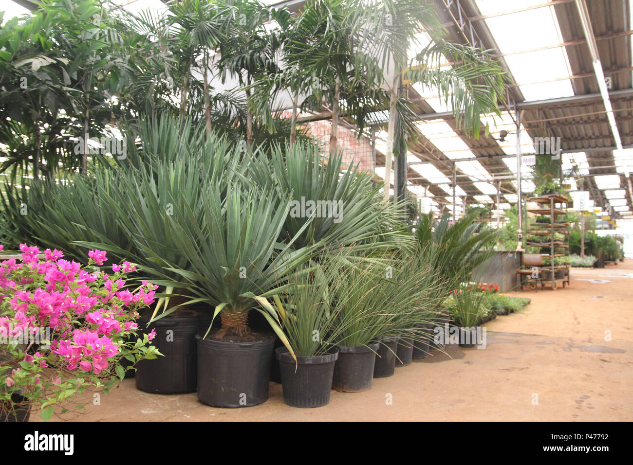 CAMPINAS, SP - 28/01/2015: CEASA - Mercado permanente de flores do ...