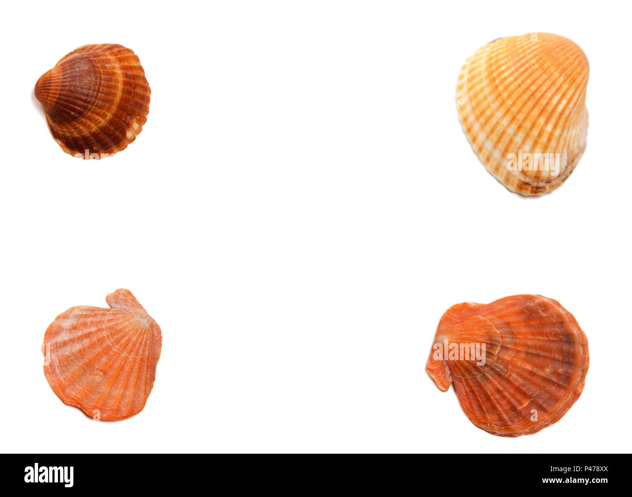 Four seashells isolated on white background with copy space. View from ...